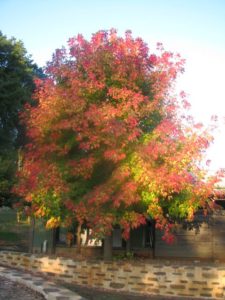 What trees grow well in Idaho? - Victory Greens Stone & Garden Center