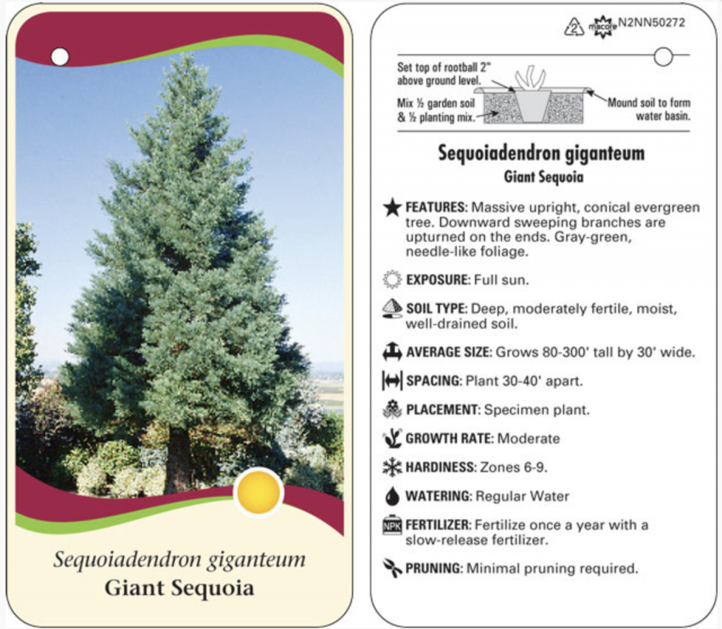 Evergreen Trees | Victory Greens Stone & Garden Center