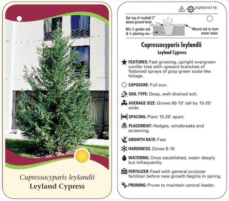 Evergreen Trees | Victory Greens Stone & Garden Center